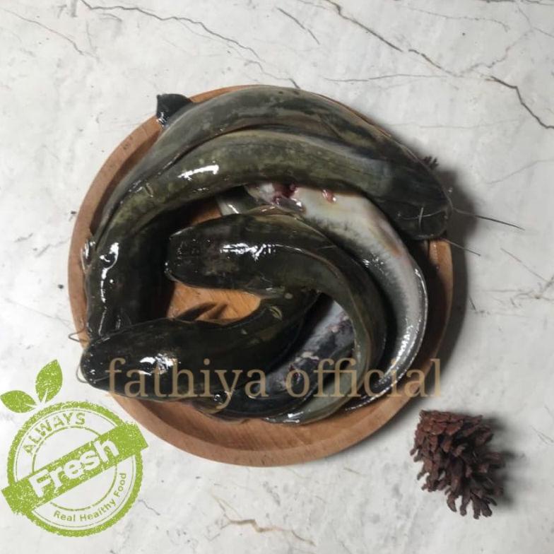 Jual Ready Ikan Lele Segar 1kg | naga_exspress | Shopee Indonesia