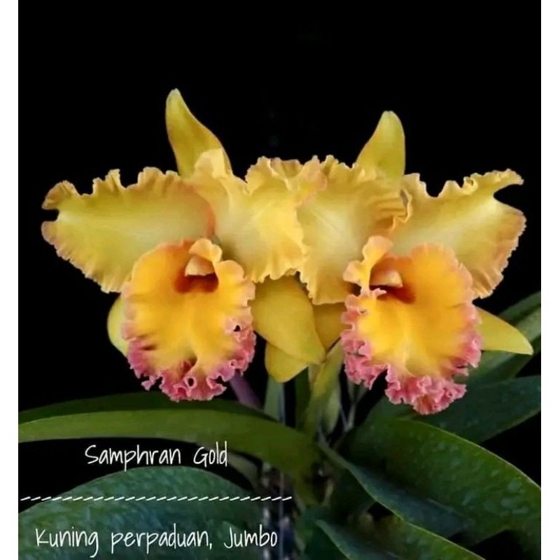 Jual anggrek cattleya samprhan gold jumbo dewasa spike+pot angrek ...