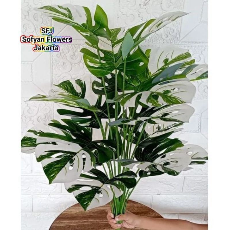 Jual DAUN MONSTERA JUMBO PLASTIK POT DAUN MONSTERA CORAK PUTIH DAUN ...