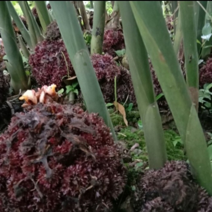 Jual TANAMAN bibit tanaman parahulu bibit unggul parahulu merah ...