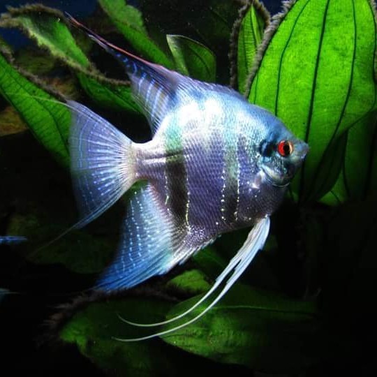 Jual manfish blue pinoy indukan 5-6cm | Shopee Indonesia