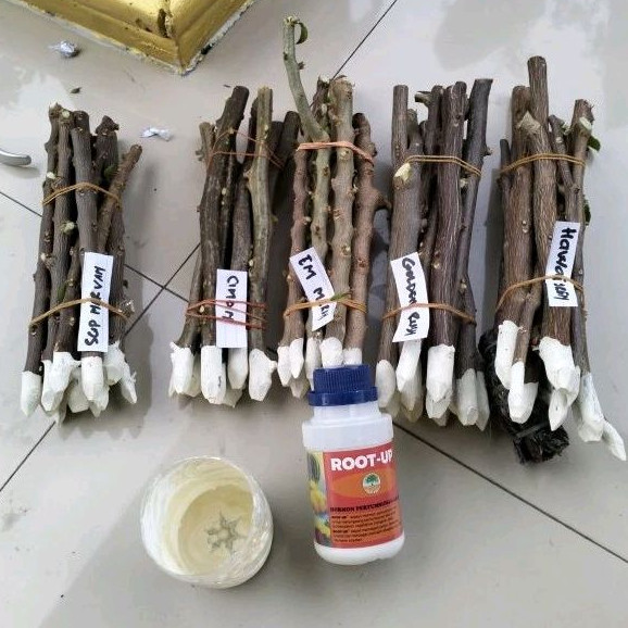Jual Batang Stek Bougenville Mix 4 Id 20 Batang Shopee Indonesia