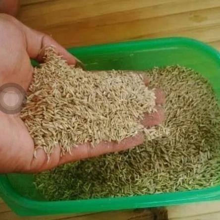 Jual BENIH BIJI RUMPUT GAJAH MINI - BIBIT RUMPUT GAJAH MINI 1KG MURAH ...