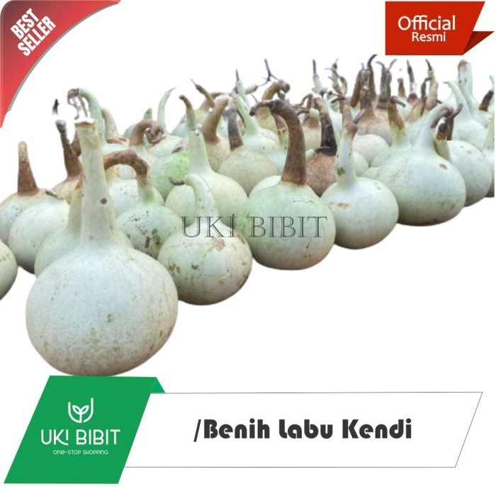 Jual ( 1 Kg ) Benih Labu Kendi Unik Lucu | Shopee Indonesia