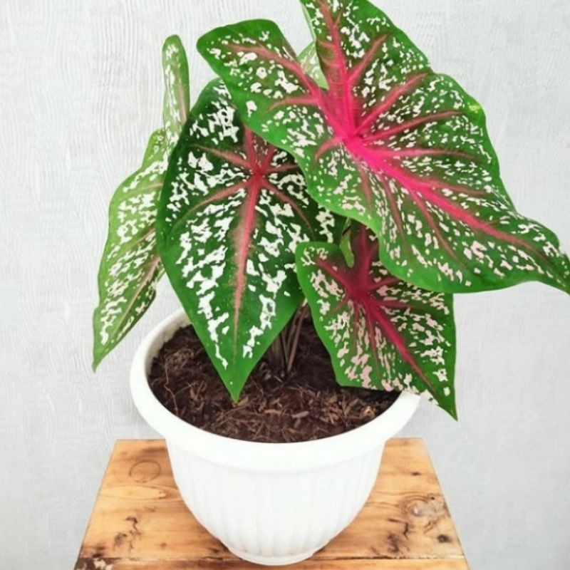 Jual Tanaman Hias Keladi Red star / Caladium merah | Shopee Indonesia