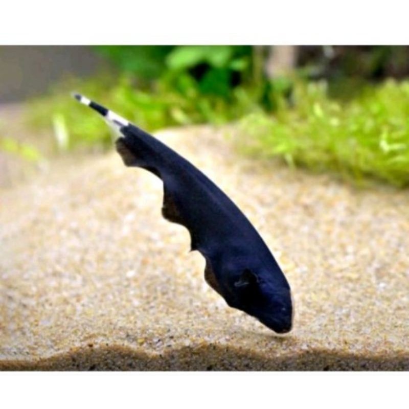 Jual ikan black ghost | Shopee Indonesia