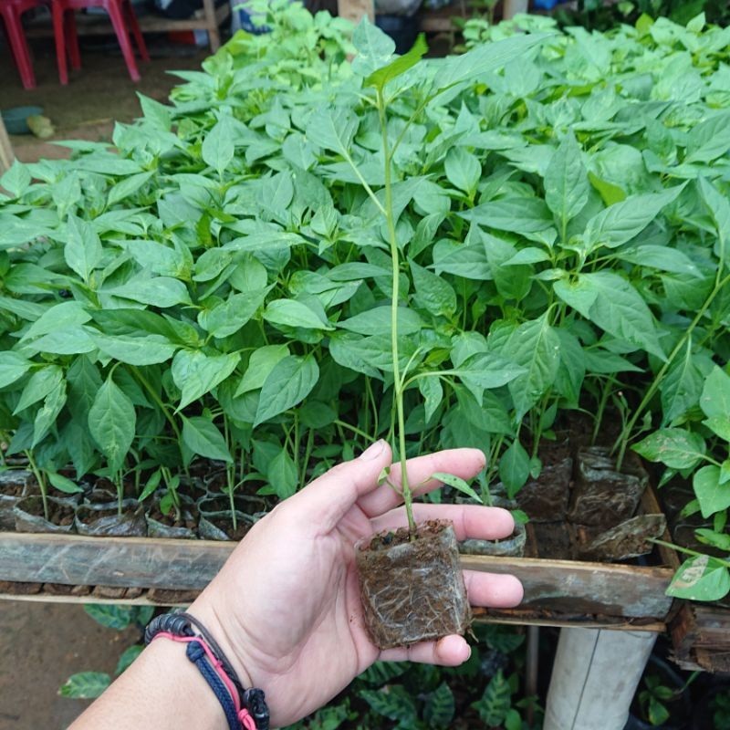 Jual sembung438 BIBIT - Bibit Cabe Merah Besar Siap Tanam | Shopee ...