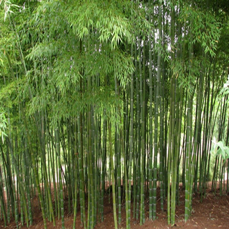 Jual Seed Center Bibit Benih Tanaman Bambu (1 Seeds) | Shopee Indonesia