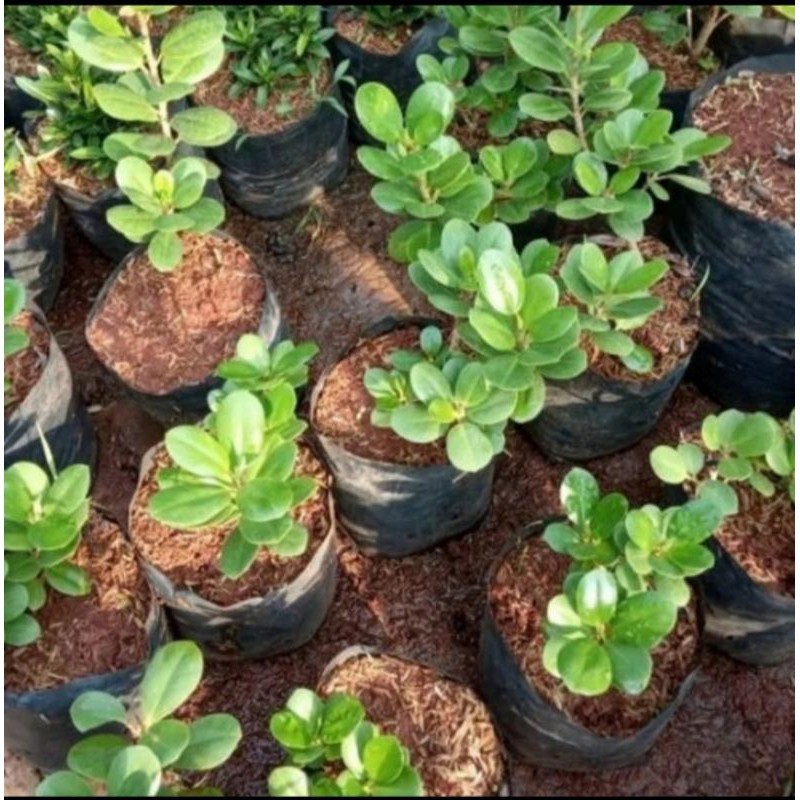 Jual Seed Center Stek Bibit Beringin Dolar Korea (1 Batang) | Shopee ...
