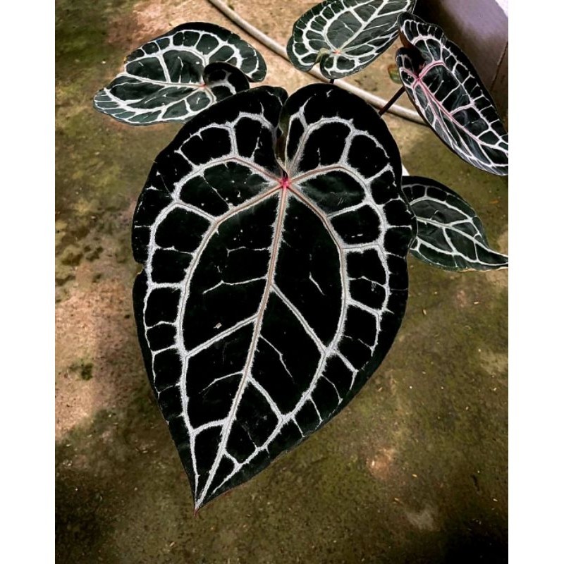 Jual Tanaman Hias Anthurium Black Silver Queen Bunga Hias Anthurium ...