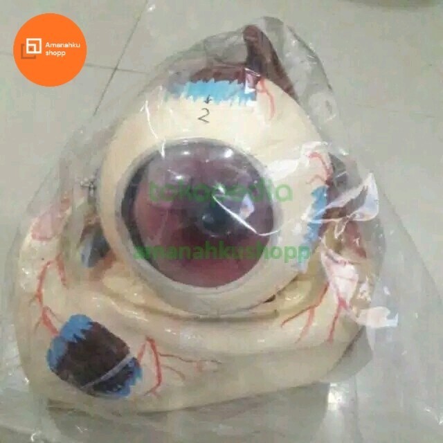 Jual Mata Manusia / Alat Peraga Pendidikan Ipa / Torso Mata/ Anatomi ...