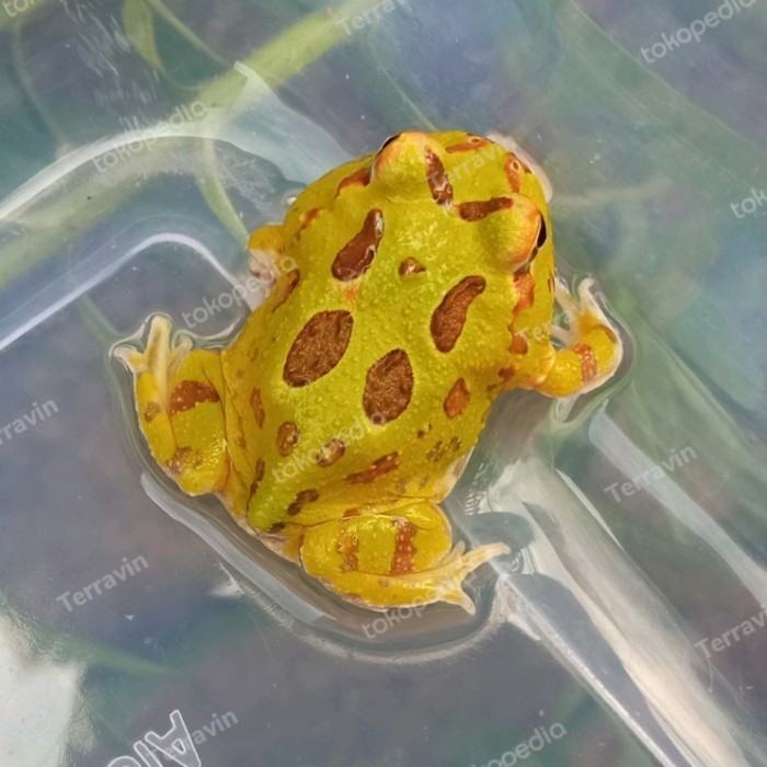 Jual Pacman Green / Green Pacman / Kodok Pacman / Pacman Frog | Shopee ...