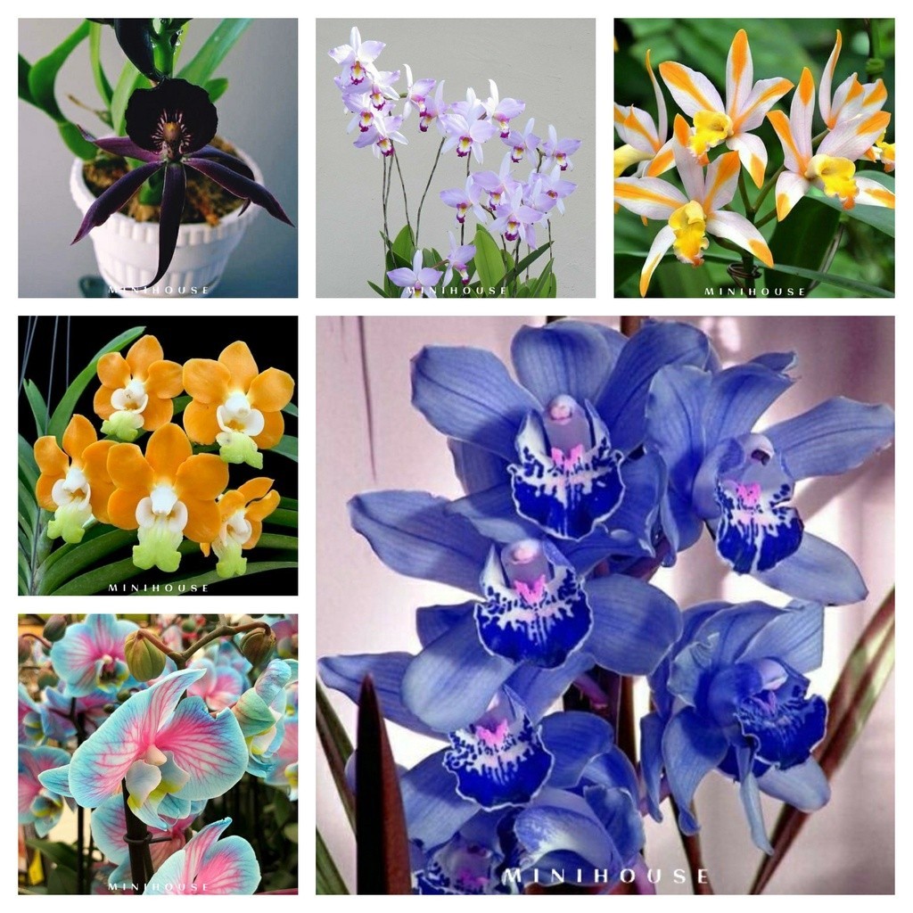 Jual PAKET ISI 6 BENIH ANGGREK ORCHID IMPORT | Shopee Indonesia