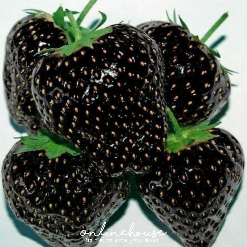 Jual BENIH BIBIT BIJI STRAWBERRY HITAM | Shopee Indonesia