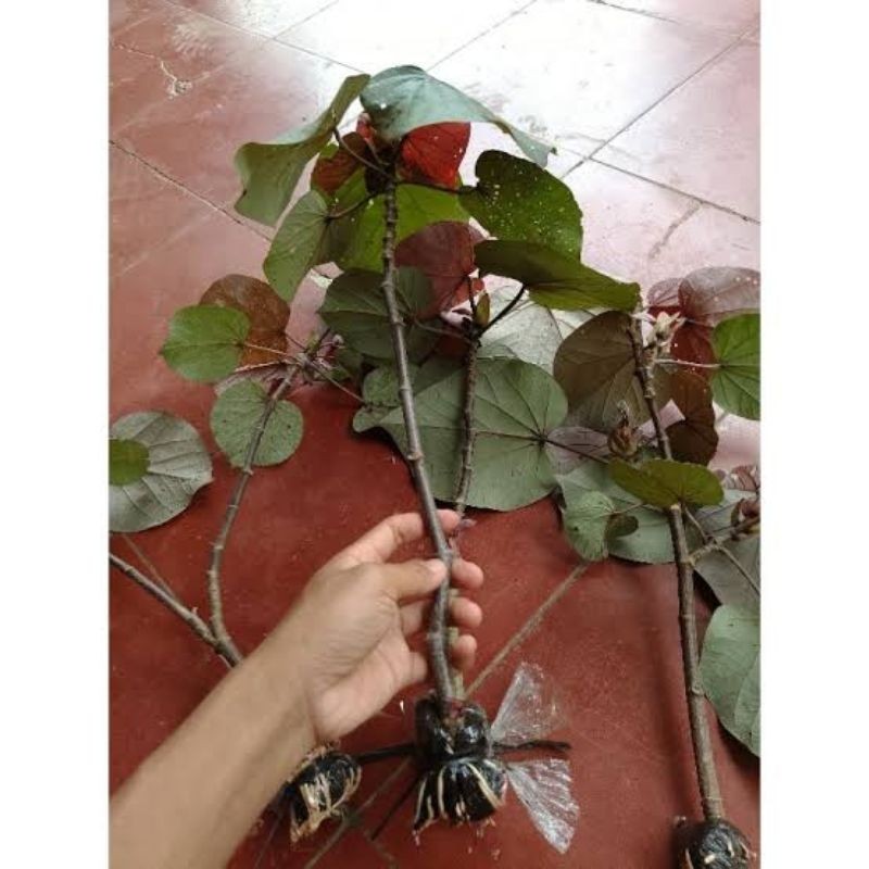 Jual Bibit waru merah super cangkok 50-60cm | Shopee Indonesia