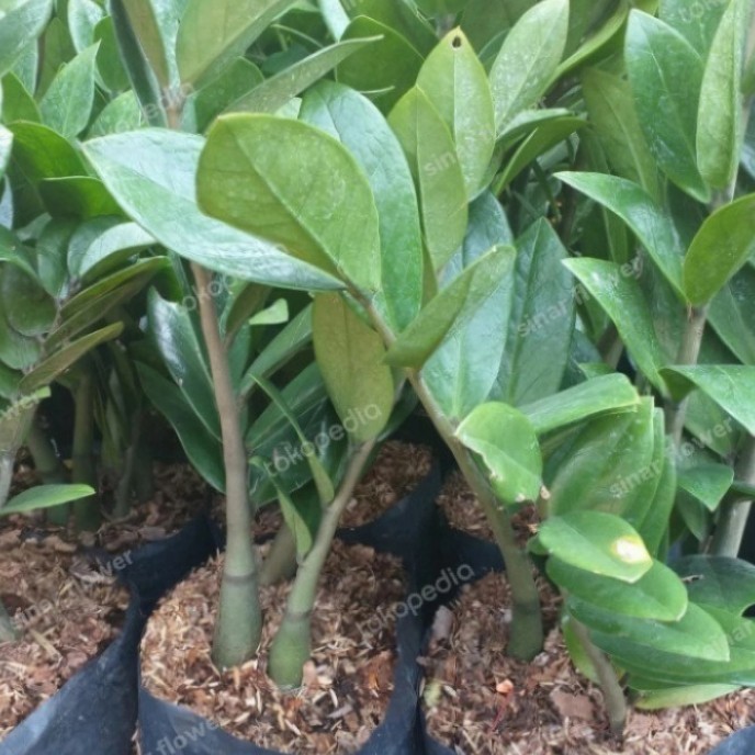 Jual Tanaman Dollar Zaa Zz Plant/Tanaman Hias/Dolar Zaa Include Pot ...