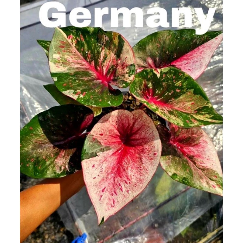Jual Tanaman Hias Keladi Thai Series Germany Bunga Hias Keladi Caladium ...