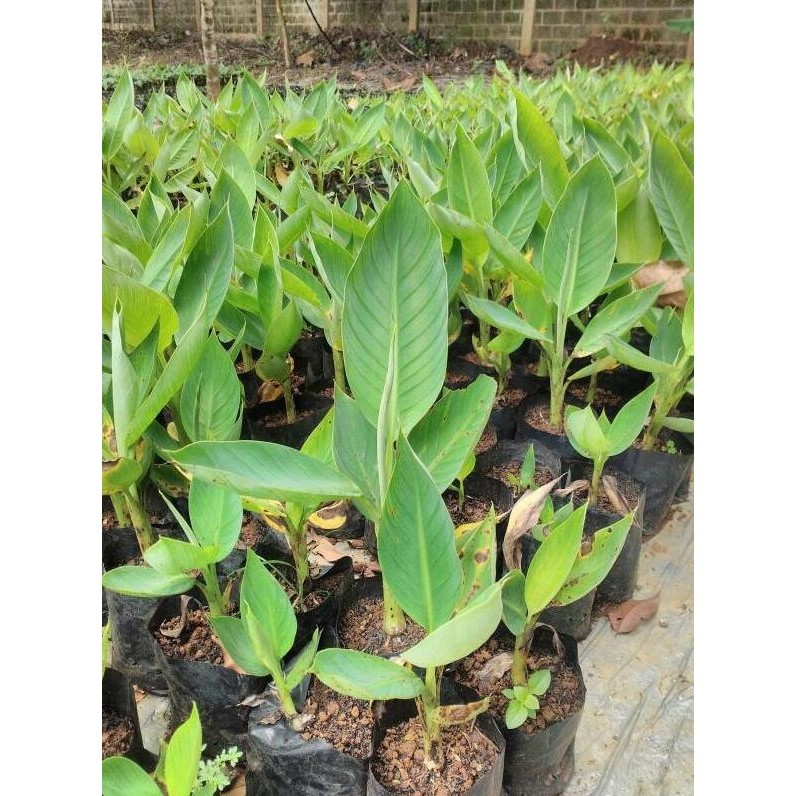 Jual [Baru] Pohon Pisang Raja Bulu Kultur Jaringan | Shopee Indonesia