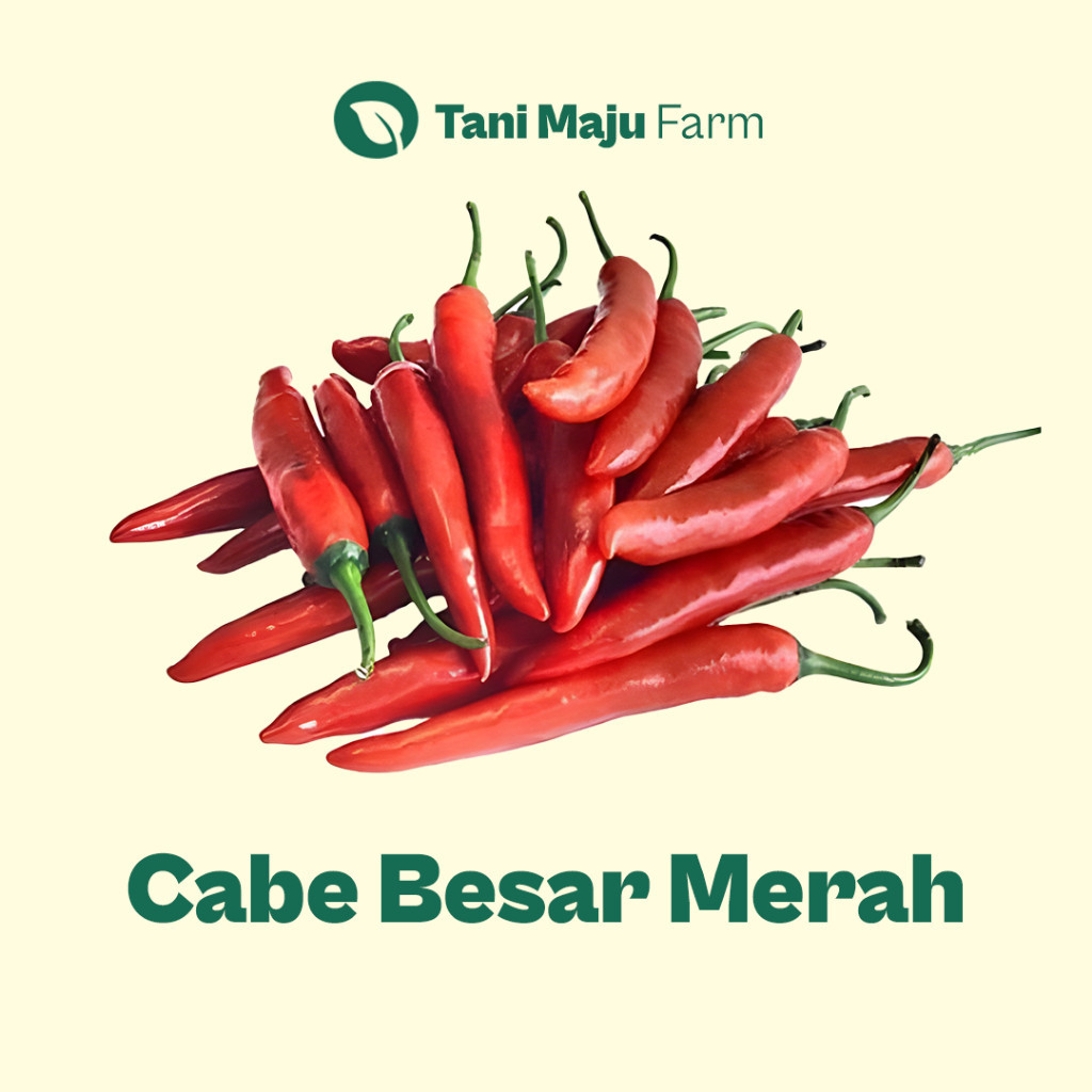 Jual Cabe Besar Merah Lombok Cabai Fresh (250 gram) - INSTANT / SAMEDAY ...