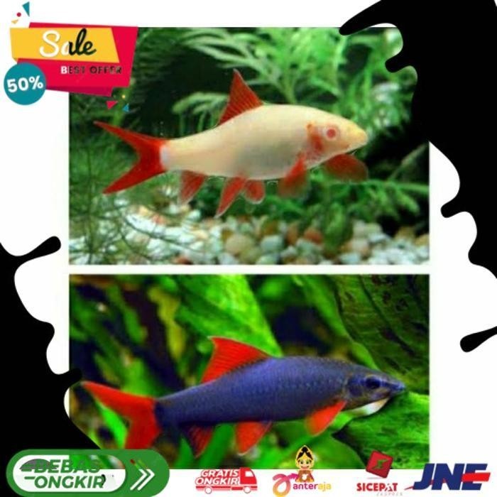 Jual IKAN HIAS REDFIN RED FIN ALBINO SHARK RED TAIL / IKAN REDFIN ...
