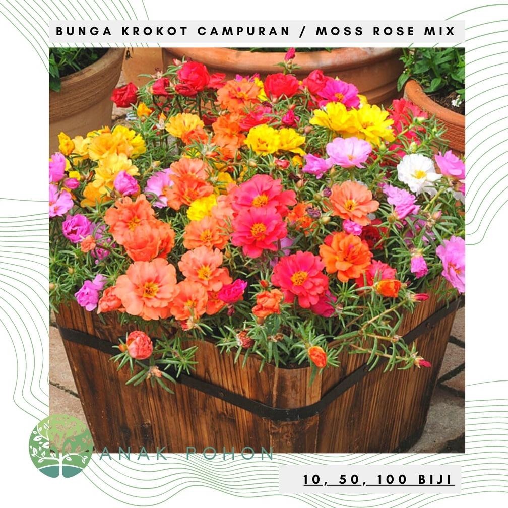 Jual Benih Bibit Biji - Bunga Krokot Moss Rose Mix (Portulaca ...