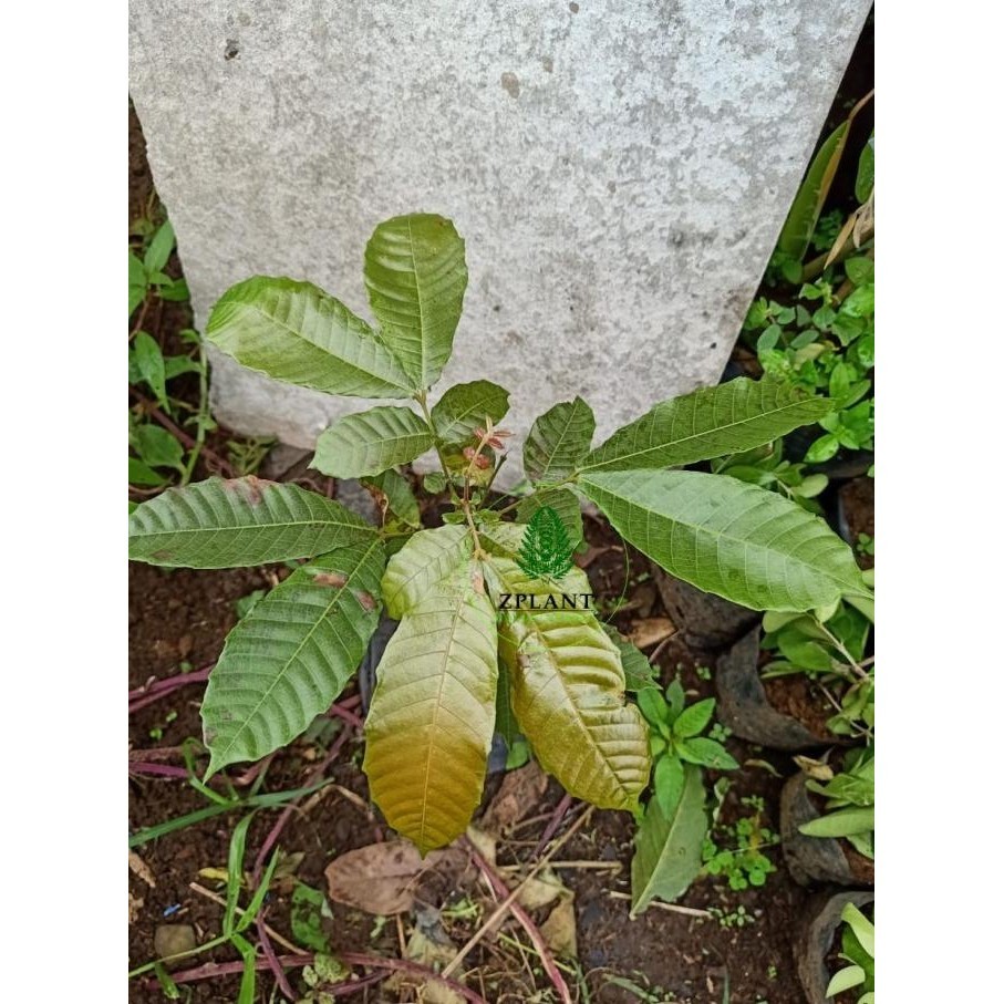 Jual Bibit Pohon Matoa - Buah Mirip Kelengkeng Aroma Durian - Khas TOS ...