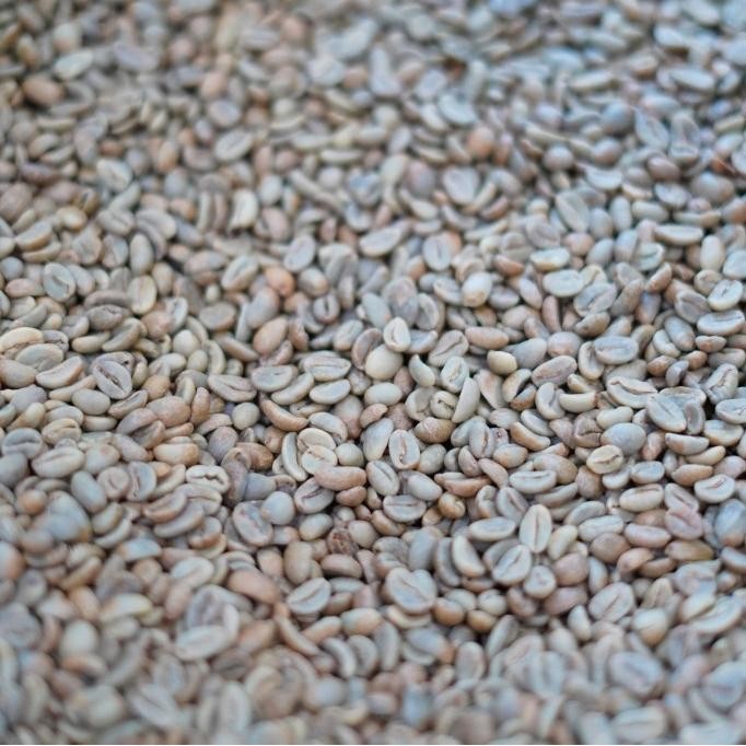 Jual Kopi Arabika Kyoho Red Grapes | Specialty Coffee Arabica | Shopee ...