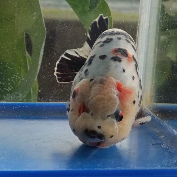 Jual IKAN MAS KOKI RANCHU SAPI / IKAN HIAS AQUARIUM | Shopee Indonesia