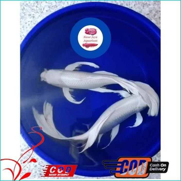 Jual BISMILLAH IKAN KOI SLAYER KUMPAI KUMPAY PLATINUM PUTIH SNOW WHITE ...