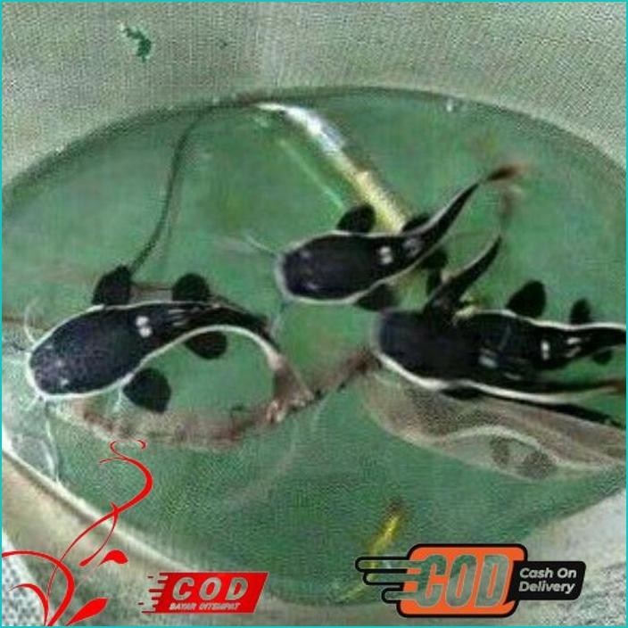 Jual BISMILLAH IKAN HIAS RED TAIL CAT FISH / LELE RTC / LELE HIAS AIR ...
