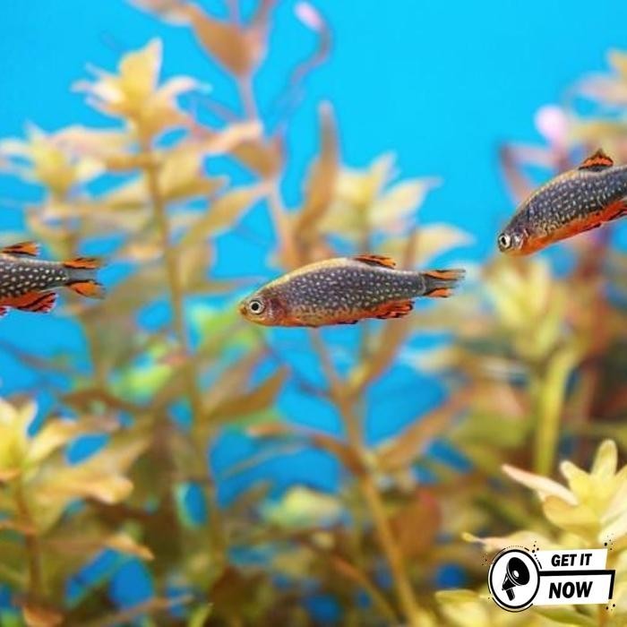 Jual New Arrival Ikan Rasbora Galaxi Ikan Hias Aquascape Air Tawar ...