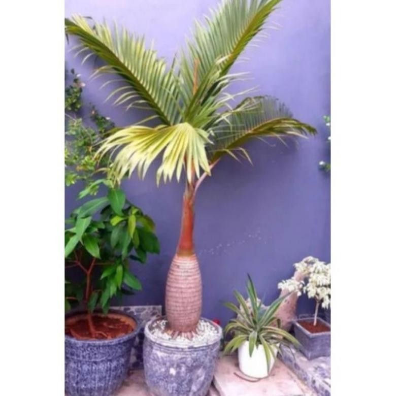 Jual _ Tanaman Hias Pelm Botol Tinggi 50-1'Meter - Pohon Palem Botol ...