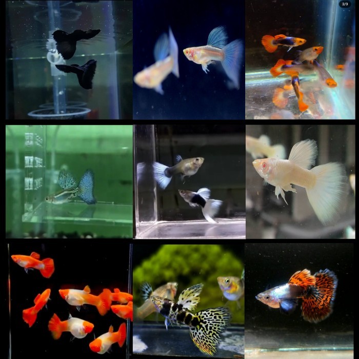 Jual Paket Guppy 9 Pasang | Shopee Indonesia