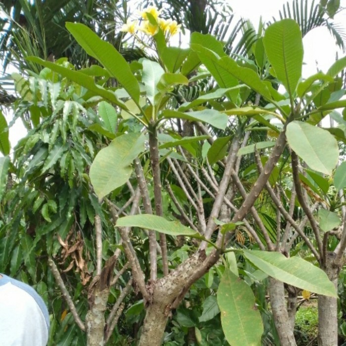 Jual TANAMAN KAMBOJA BUNGA KUNING TINGGI 2 METER BATANG SEPERTI GAMBAR ...