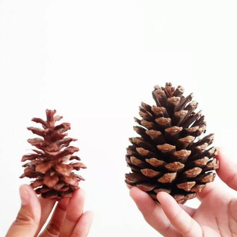 Jual Viral Bunga Pinus/Buah Pinus/Buah Pinus Rustick/Bahan Crafts ...