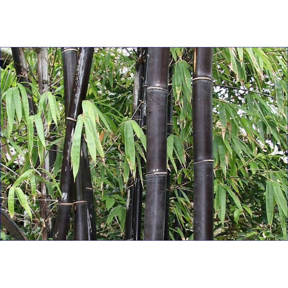 Jual Potongan Bambu Hitam Bambu Wulung Ukuran 35-60 Cm Murah ...