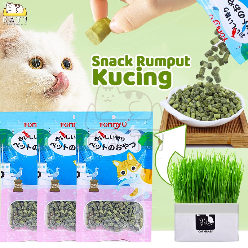 Jual Snack Rumput Kucing 60gr - Benih Rumput Cat Grass Premium Grass ...