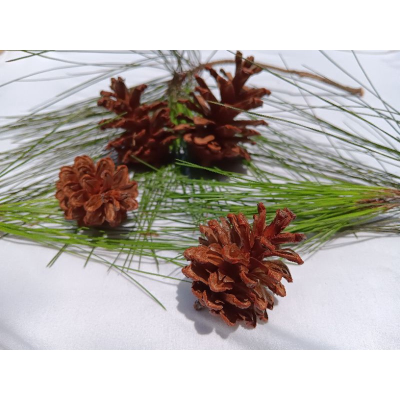 Jual BUNGA PINUS KERING / BIJI PINUS/ BUAH PINUS/PINE BLOSSOMSUNTUK ...