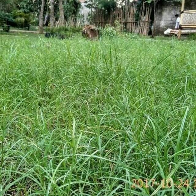 Jual Benih Rumput Pehijuan Halaman Ladang - Bibit Rumput Pakan Ternak ...