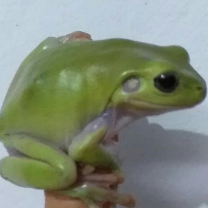 Jual katak ijo( dumpy frog) | Shopee Indonesia