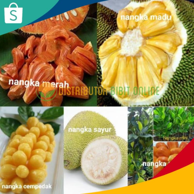 Jual Paket 5 Bibit Nangka Merah Cempedak Madu Mini Sayur Super | Shopee ...