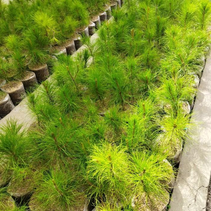 Jual Pohon Cemara Pinus/Cemara Pinus 100 | Shopee Indonesia