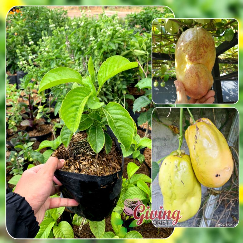 Jual Bibit Tanaman Buah Markisa Giant atau Markisa Jumbo Hasil Stek | Shopee Indonesia