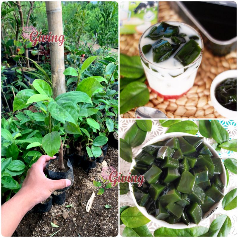 Jual Bibit Tanaman Cincau Perdu / Cincau Hijau | Shopee Indonesia