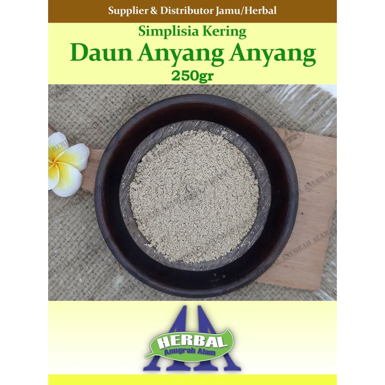 Jual Daun Anyang Anyang (Kering) 250Gr | Elaeocarpus Grandiflorus ...