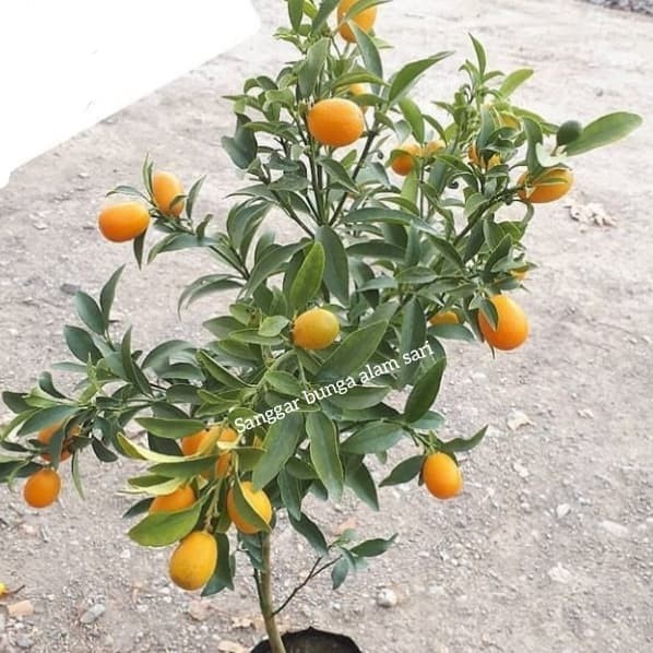 Jual Tanaman Jeruk Nagami Manis Jumbo | Shopee Indonesia