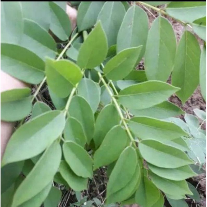 Jual Jual Daun Gamal Segar 1kg/gratis 1 stek gamal | Shopee Indonesia
