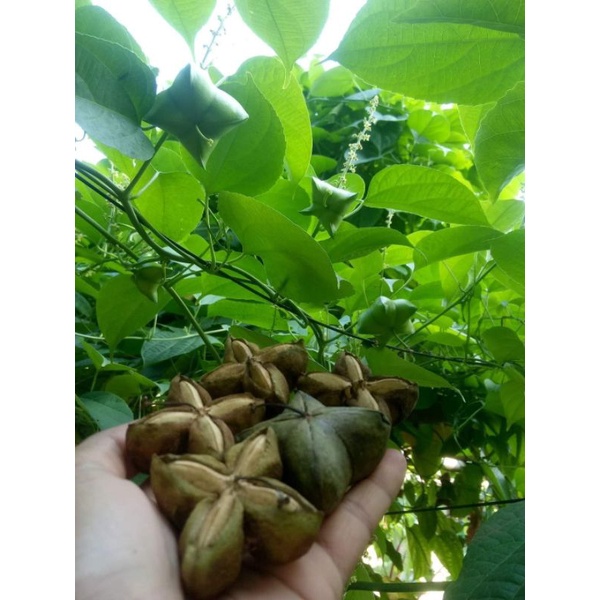 Jual Pohon kacang sacha inchi super food | Shopee Indonesia