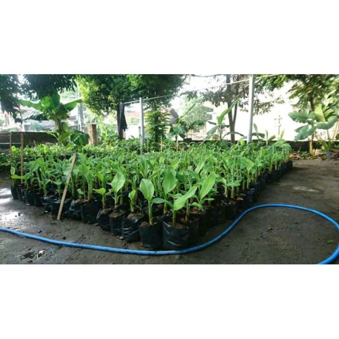 Jual bibit tanaman buah pisang raja benih pohon di dalam pot tabulampot ...