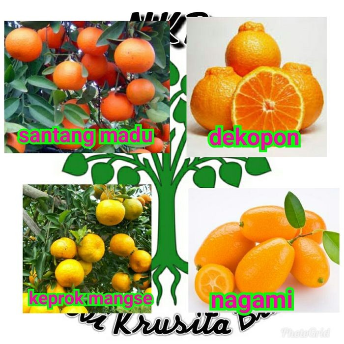 Jual READY Paket Bibit Tanaman Buah Jeruk Super Manis-Bibit Jeruk Murah ...